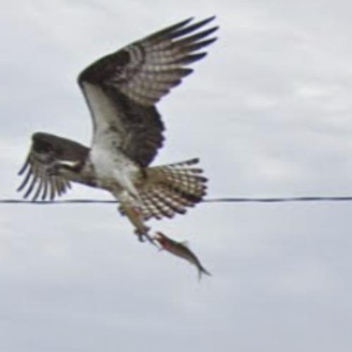 Falcon Catching A fish in Richmond, VA - Virtual Globetrotting