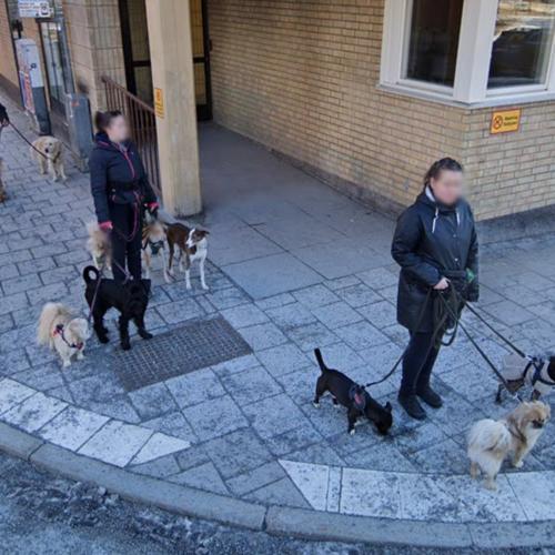 Dog daycare in Stockholm, Sweden (Google Maps)