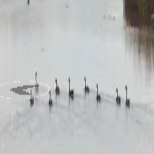 Geese in Ericson, NE (Google Maps) (#8)