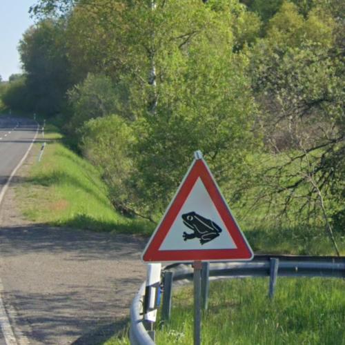 Frog crossing in Höfchen, Germany - Virtual Globetrotting