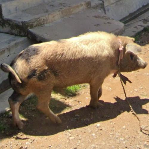 Pig in Yungay, Peru (Google Maps) (#7)