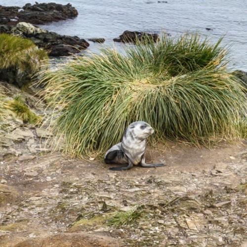 Seal pup giving the "side eye". in Stormness, South Georgia and the ...