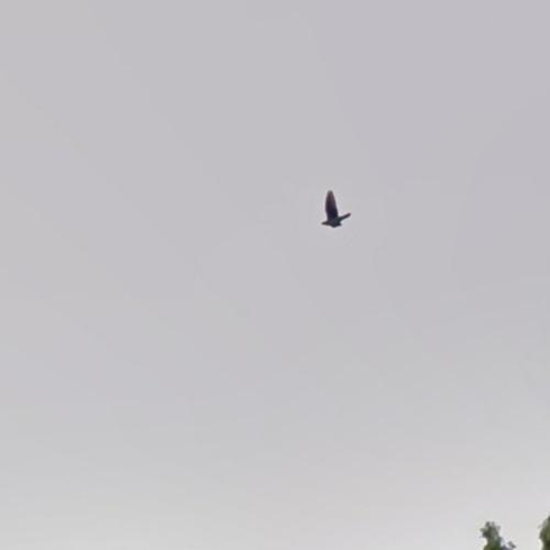 Bird flying in Zaporizka, Ukraine - Virtual Globetrotting