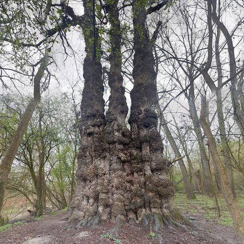 The biggest tree in Hungary in Baja, Hungary (Google Maps)