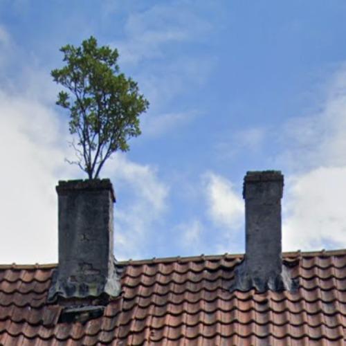 Tree sprouting from a chimney in Skogsvågen, Norway (Google Maps)