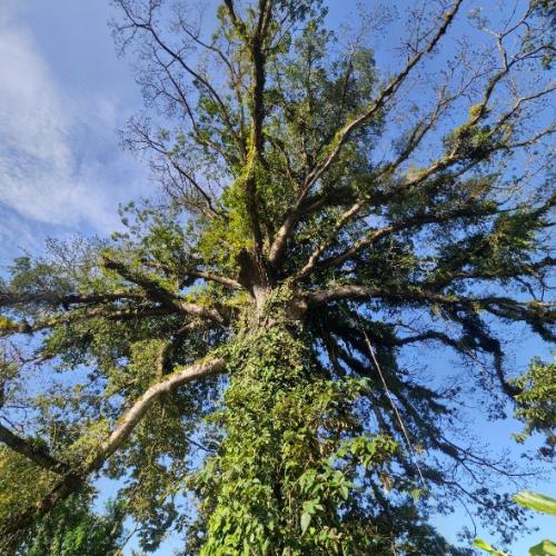 Ceiba Tree Lodge in Tilarán, Costa Rica - Virtual Globetrotting