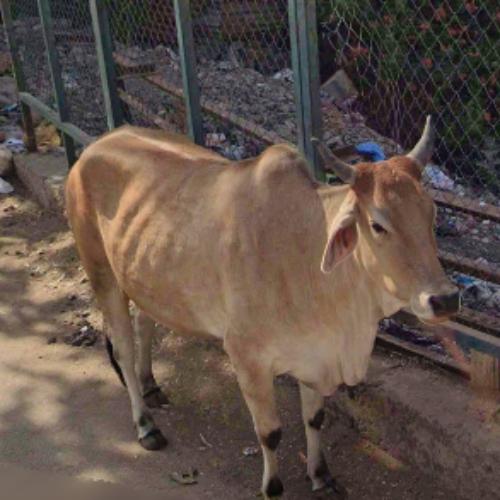 Cow in Gwalior, India (Google Maps)
