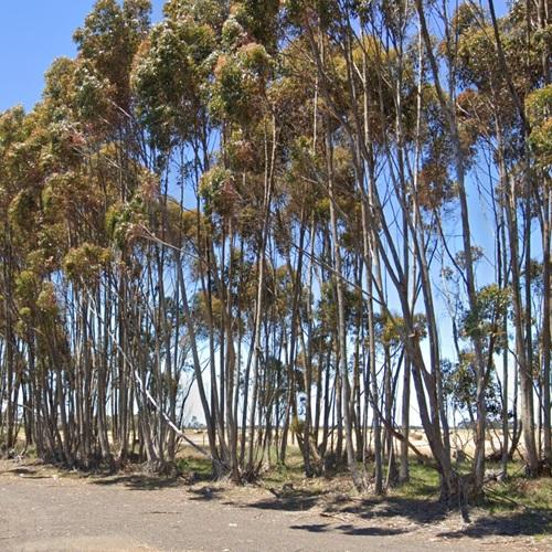 Eucalyptus cladocalyx (sugar gum) in Hesse, Australia (Google Maps)