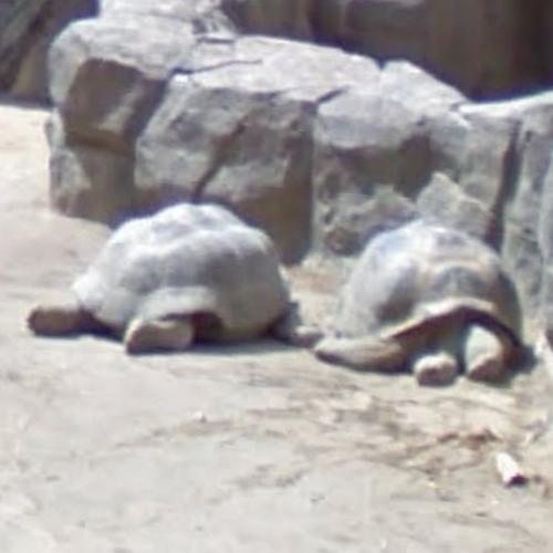 Giant Tortoises in San Diego, CA (Google Maps)